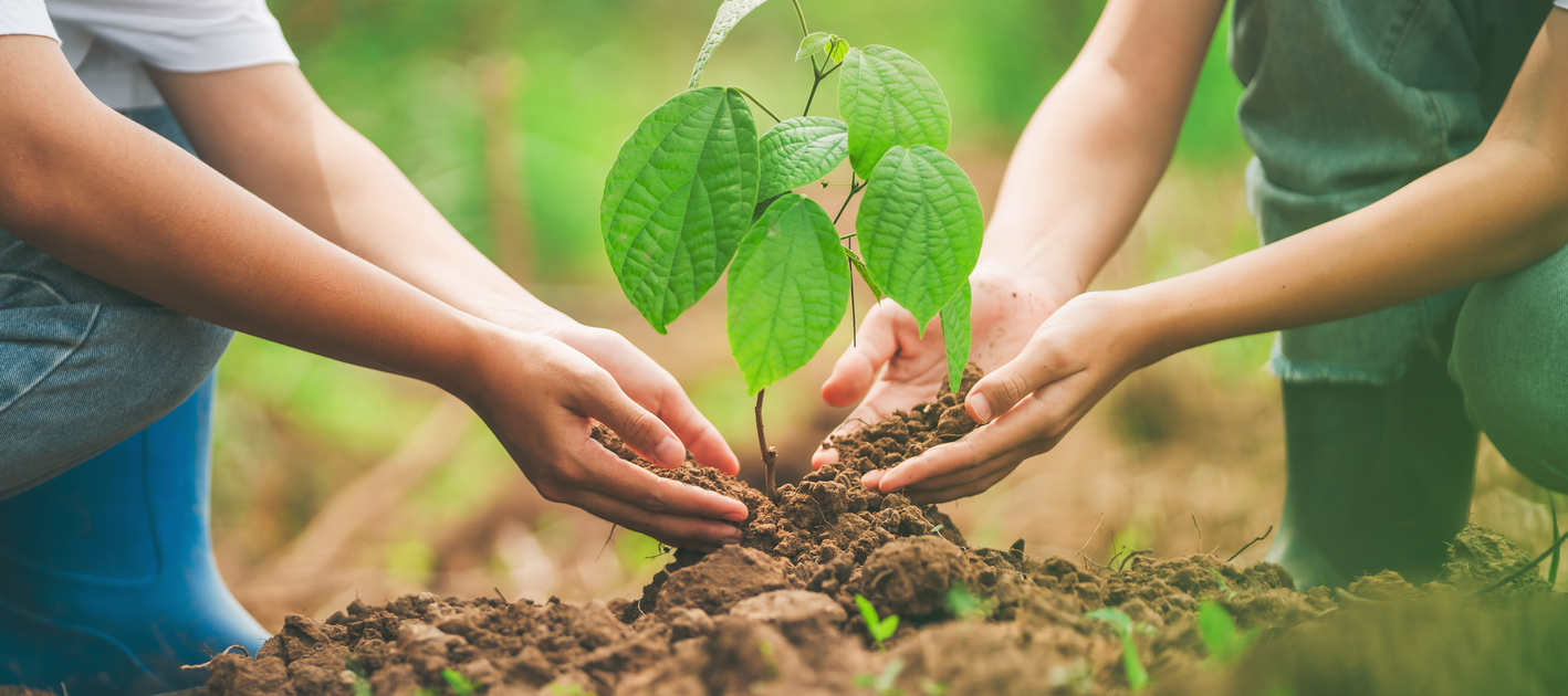 Protecting Small Trees (and shrubs) in Winter — Seeds 'n Such