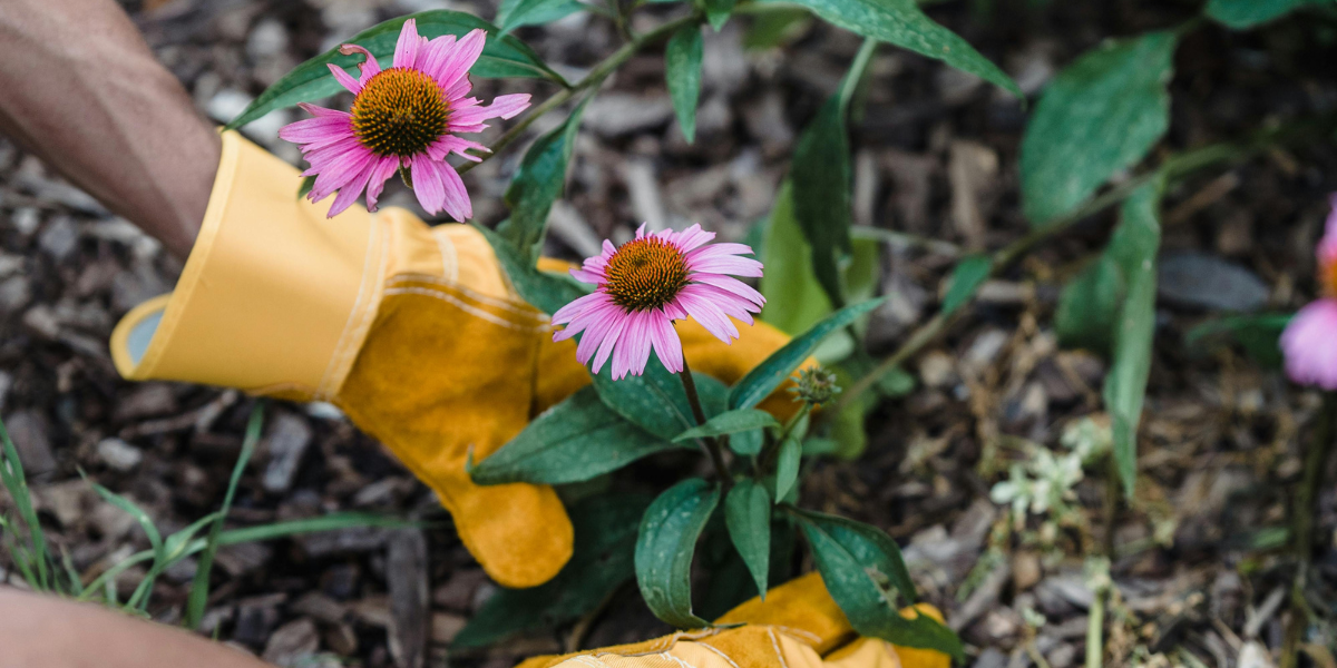 Grow Your Own Flowers – The Beginning Florist's Starter Kit — Seeds 'n Such