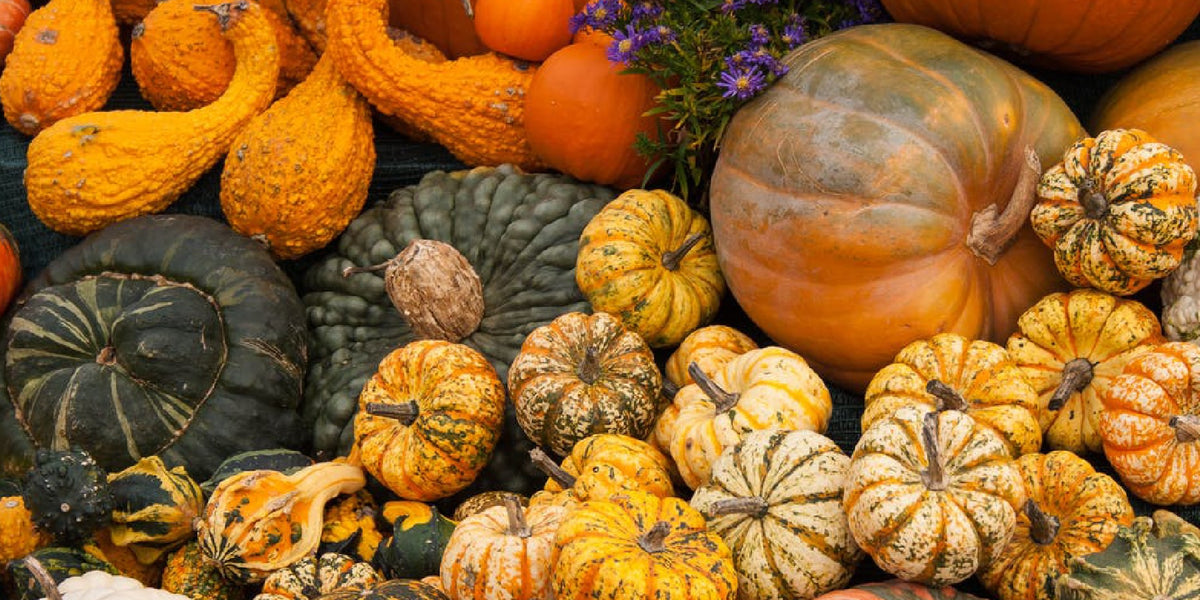 Crafting With Gourds (4 Easy Ways To Use Homegrown Gourds) — Seeds 'n Such