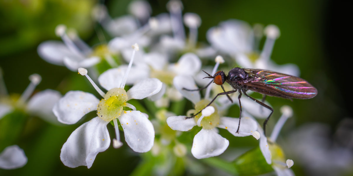 12 Common Garden Pests (And How To Save Your Plants From Infestation ...