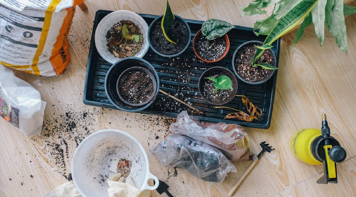 How To Use Simple Seed Inoculant To Start Healthy Seedings — Seeds 'n Such