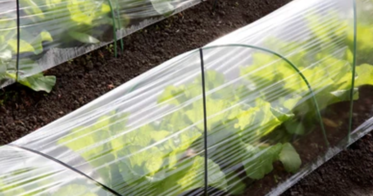 Protect Your Plants: A Beginner's Guide to Using Floating Row Cover ...