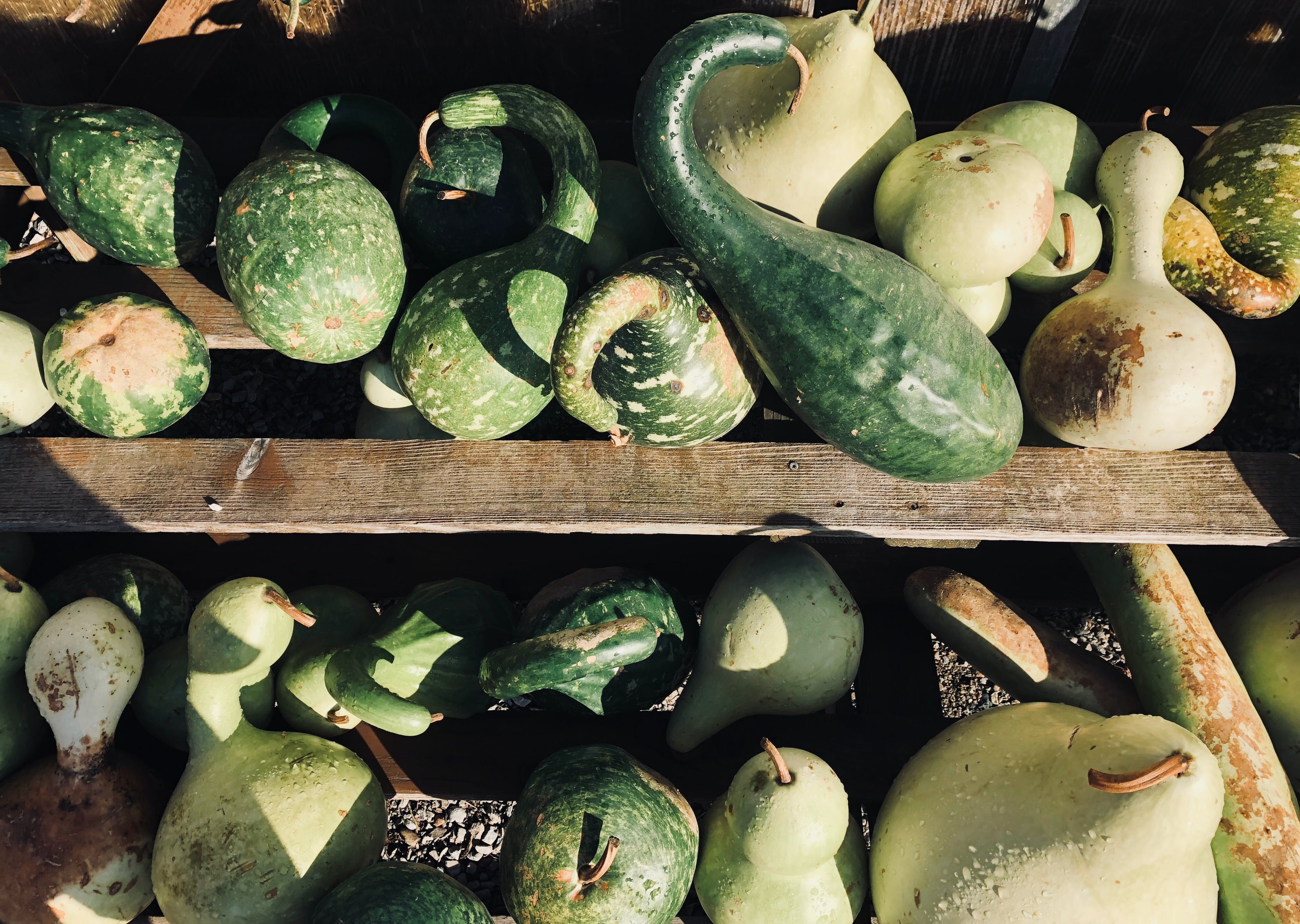 When Should I Pick Squash? — Seeds 'n Such