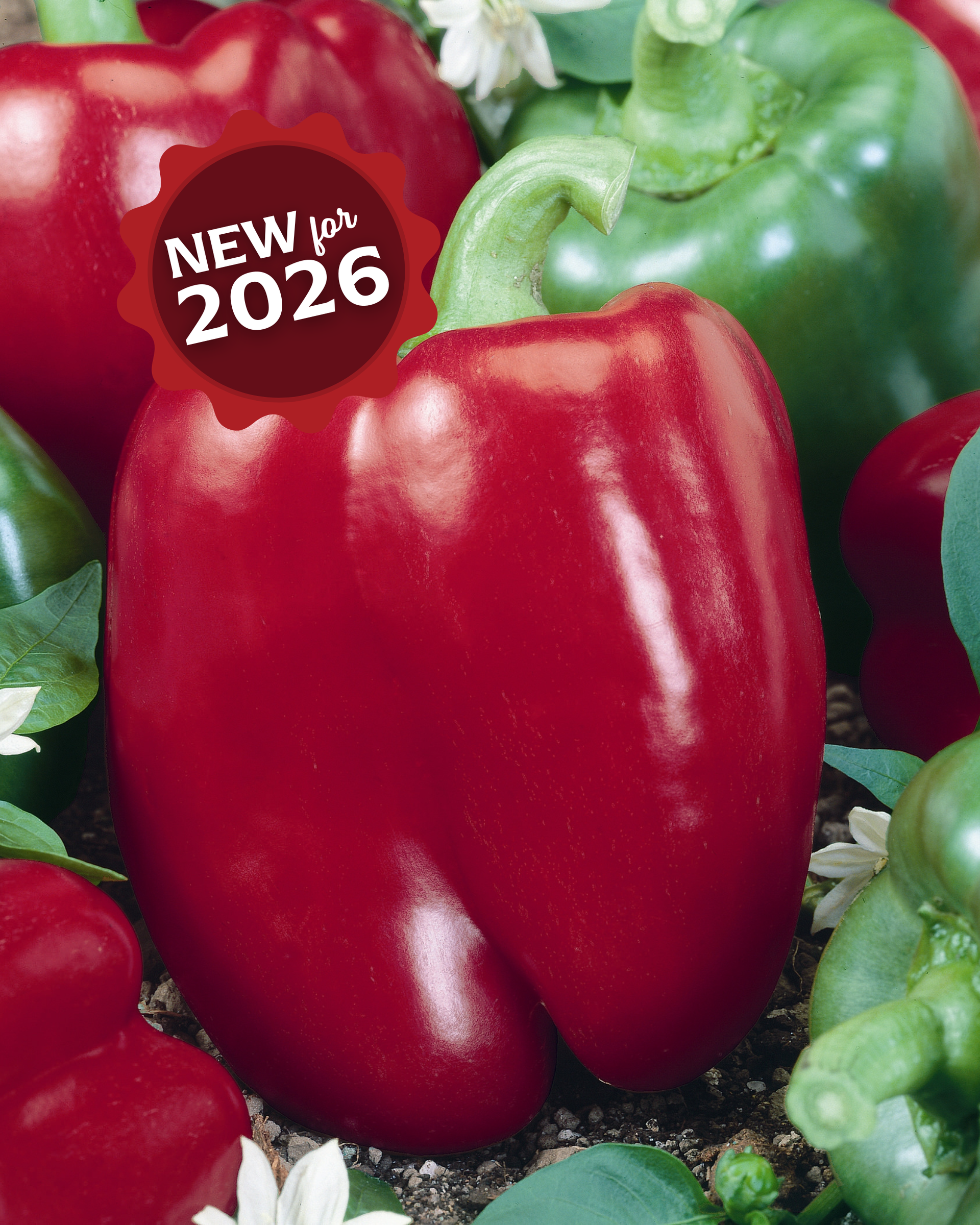 Bulk: Big Red Pepper Seeds — Seeds 'n Such