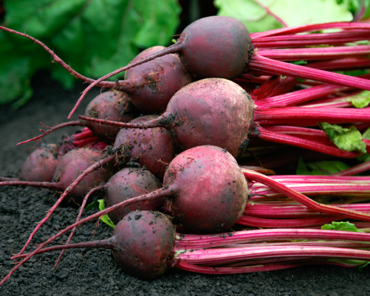 Red Ace Hybrid Beet Seeds — Seeds 'n Such