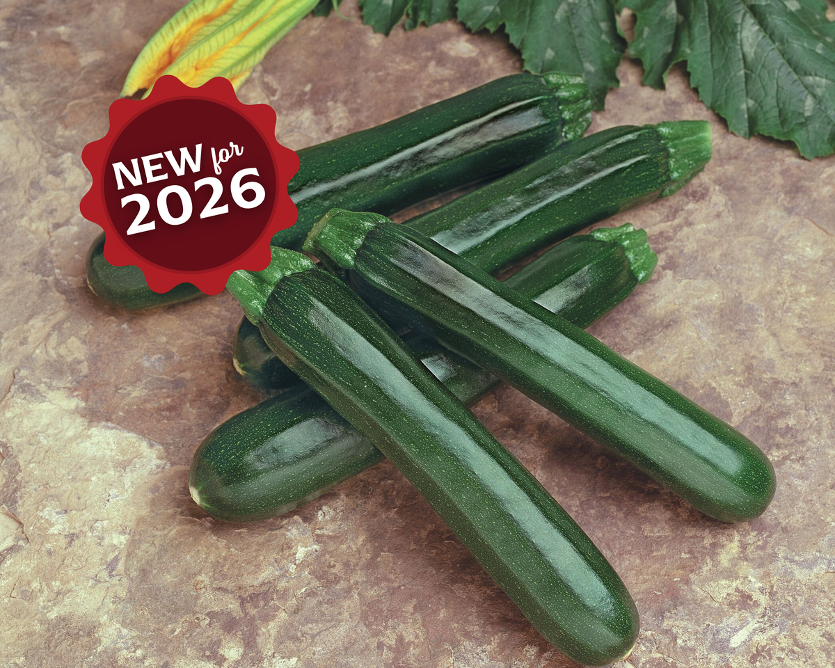 Noche Hybrid Zucchini Seeds — Seeds 'n Such