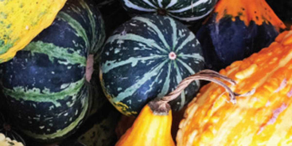 Bulk: Large and Small Ornamental Mix Gourd Seeds — Seeds 'n Such