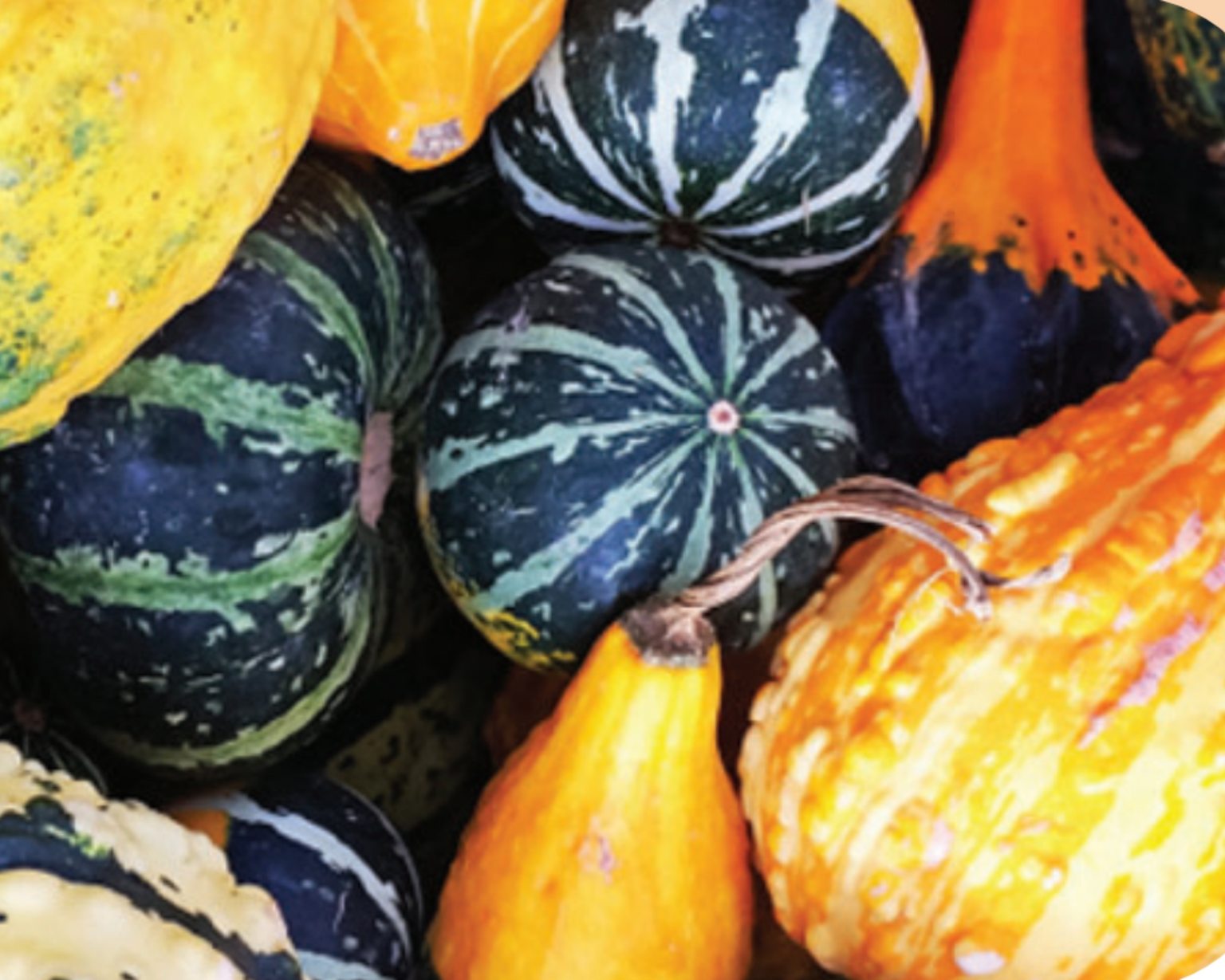Gourd Seeds -Decorative & Functional Varieties to Grow — Seeds 'n Such