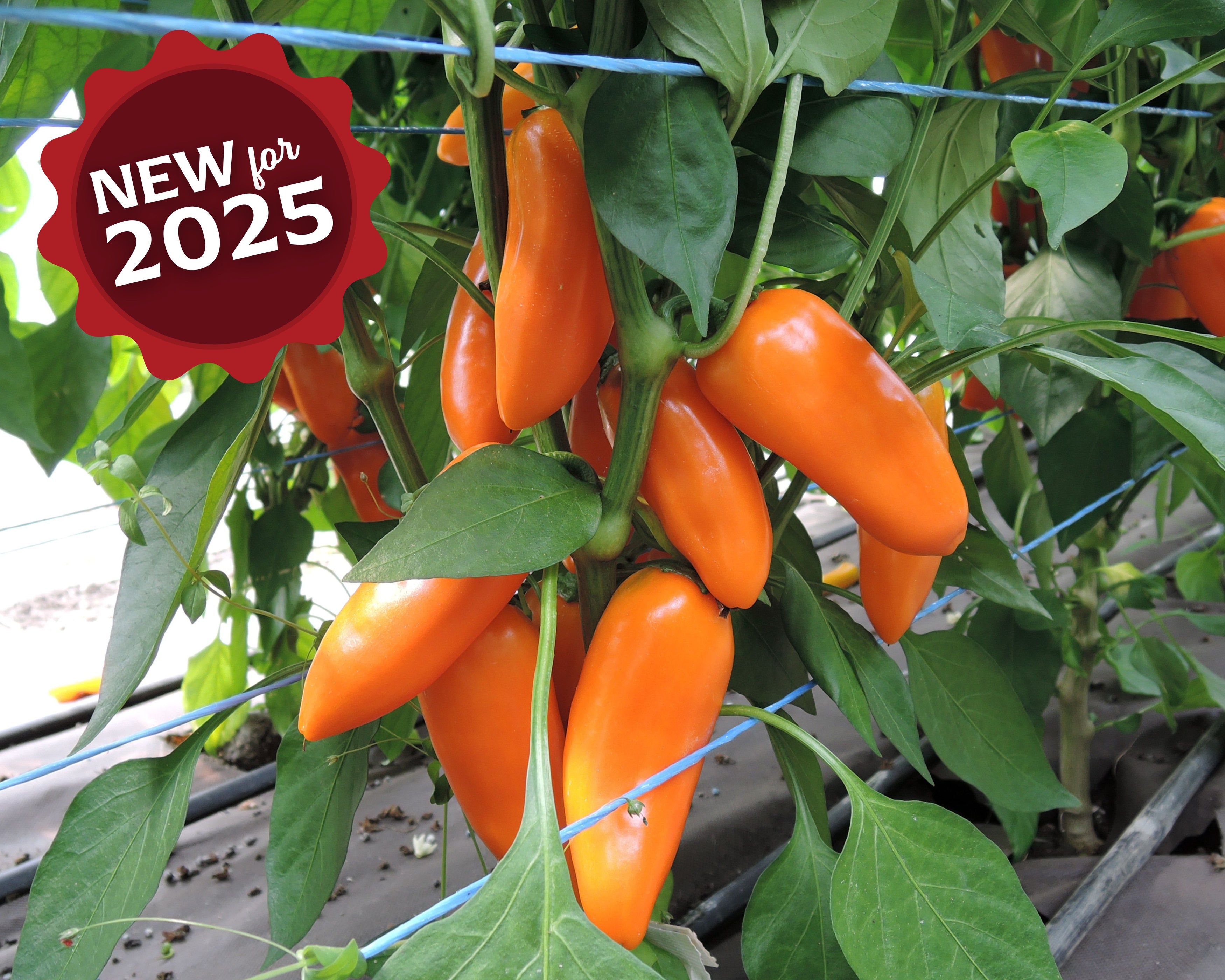 Hamik Hybrid Pepper Seeds — Seeds 'n Such