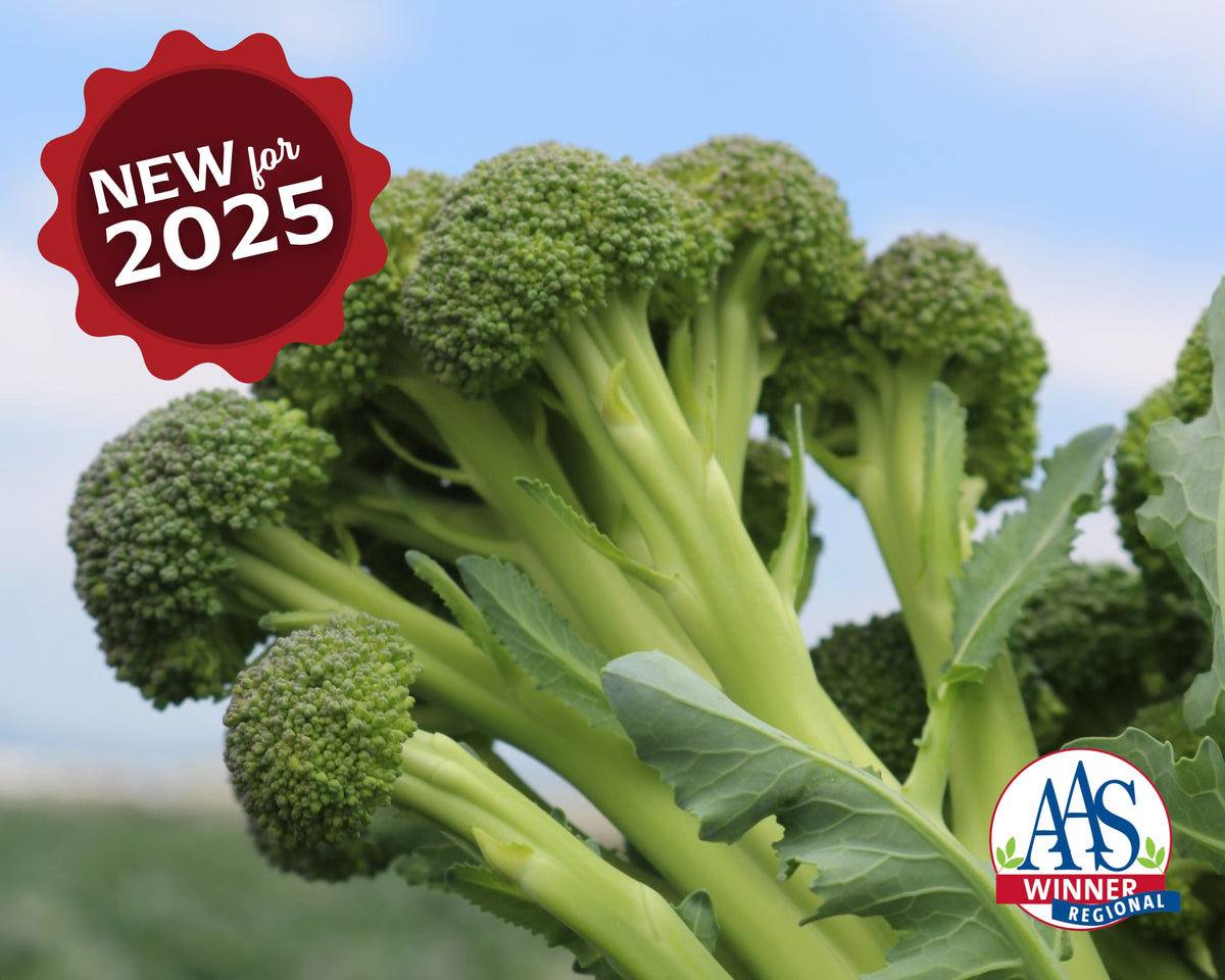 Skytree Hybrid Broccoli Seeds — Seeds 'n Such