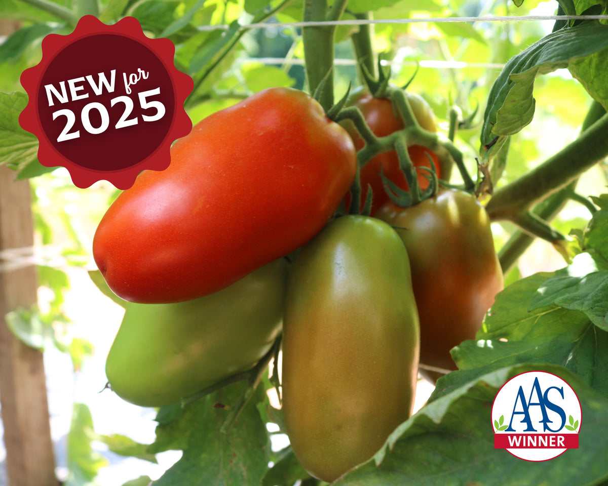 Zenzei Hybrid Tomato Seeds — Seeds 'n Such