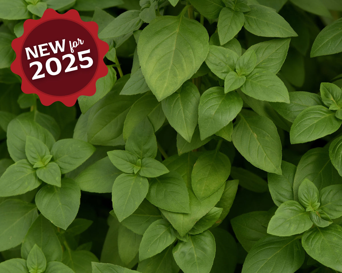 Bulk: Everleaf Lemon Basil Seeds — Seeds 'n Such