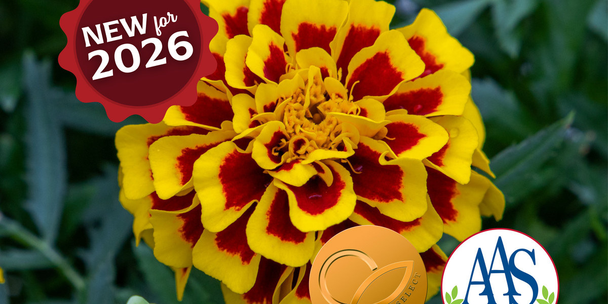 Mango Tango Marigold Seeds — Seeds 'n Such