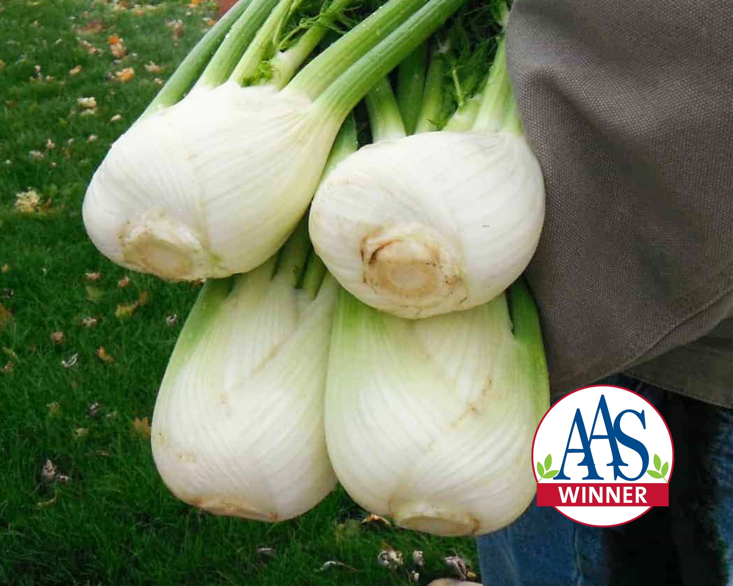Antares Hybrid Fennel Seeds — Seeds 'n Such