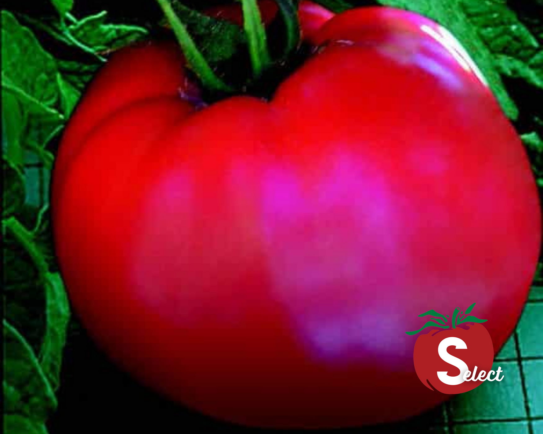 Goliath Original Hybrid Tomato Seeds — Seeds 'n Such