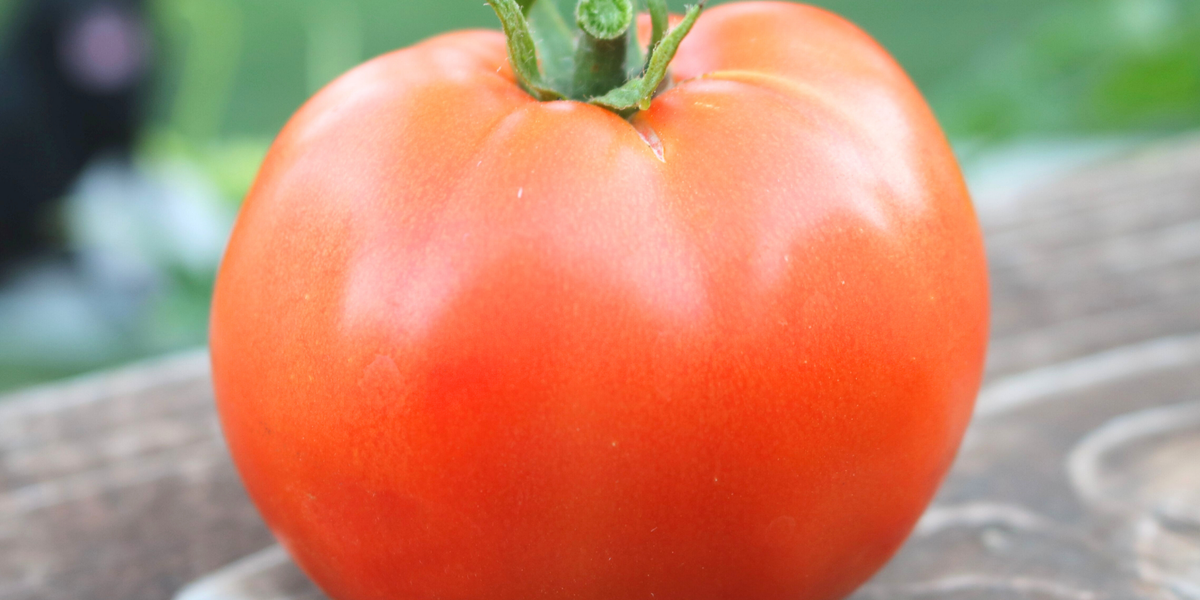 Bulk: Heatmaster Hybrid Tomato Seeds — Seeds 'n Such