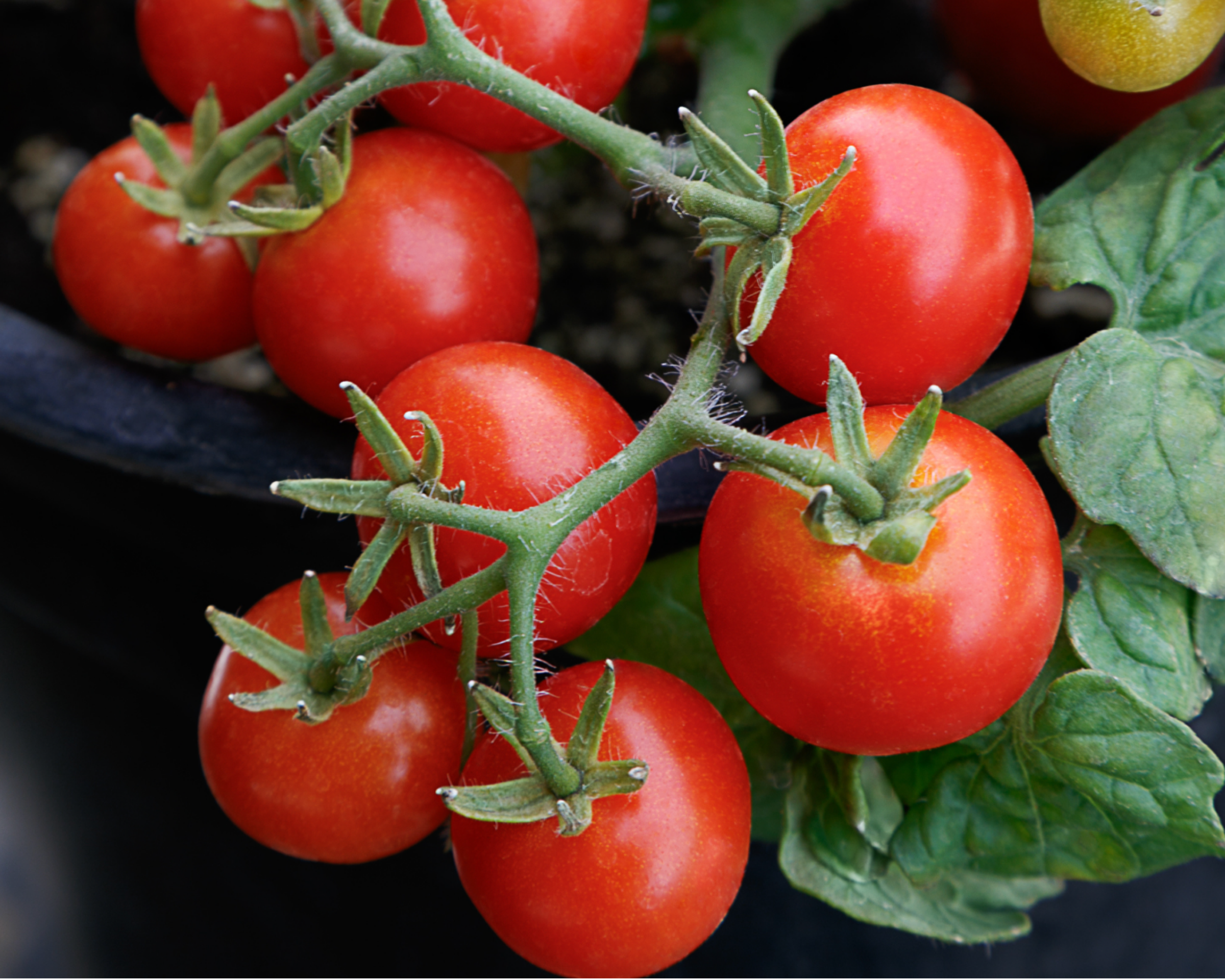 Red Robin Tomato Seeds — Seeds 'n Such