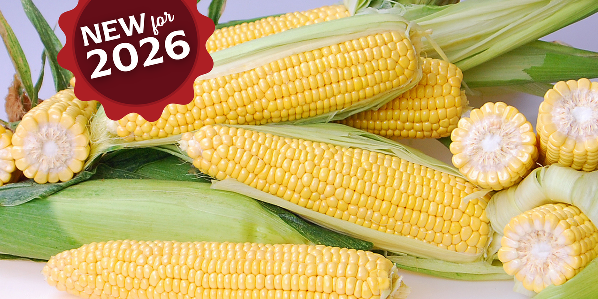 Triple Threat (yellow sh2) Hybrid Sweet Corn Seeds — Seeds 'n Such