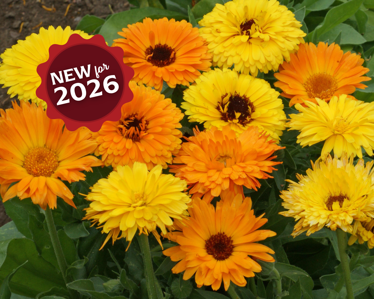 Pacific Beauty Mix Calendula Seeds — Seeds 'n Such