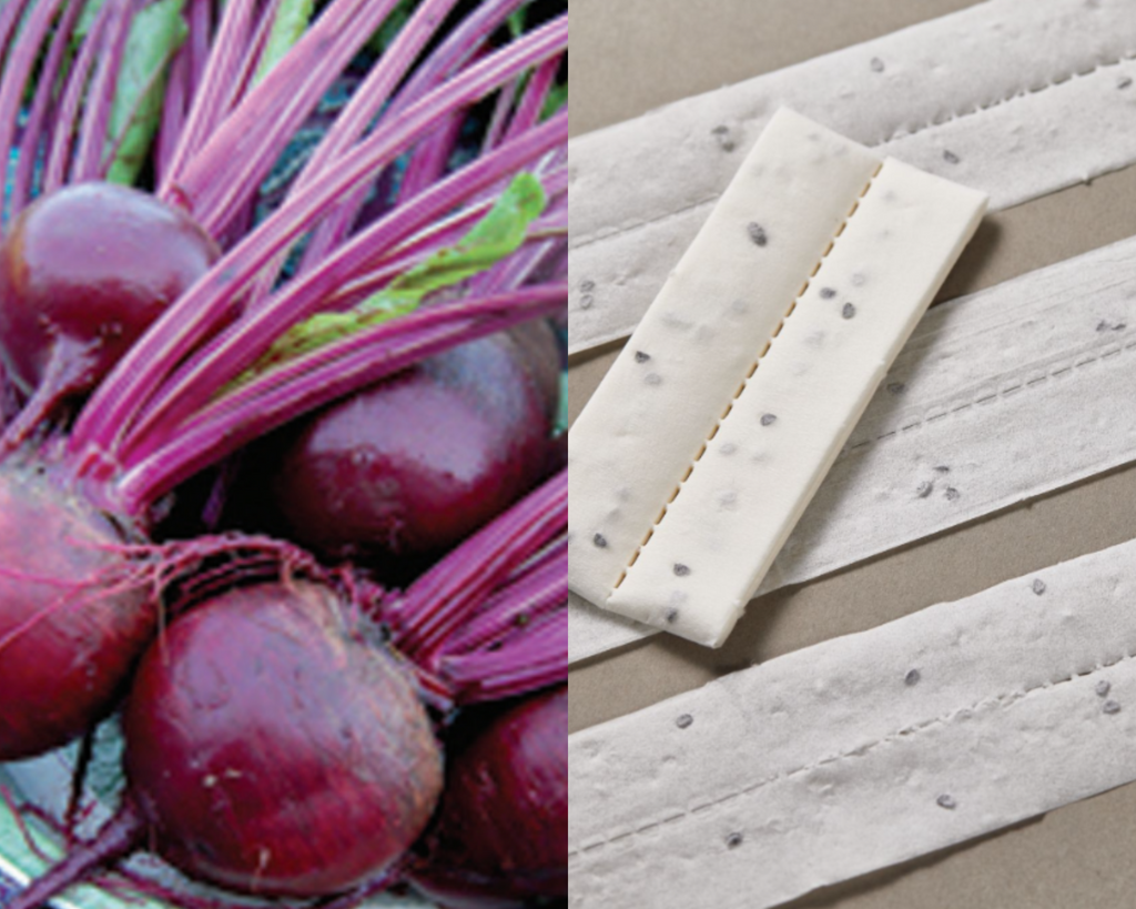 Beet Seeds for Sweet, Nutritious Harvests - Shop Now — Seeds 'n Such