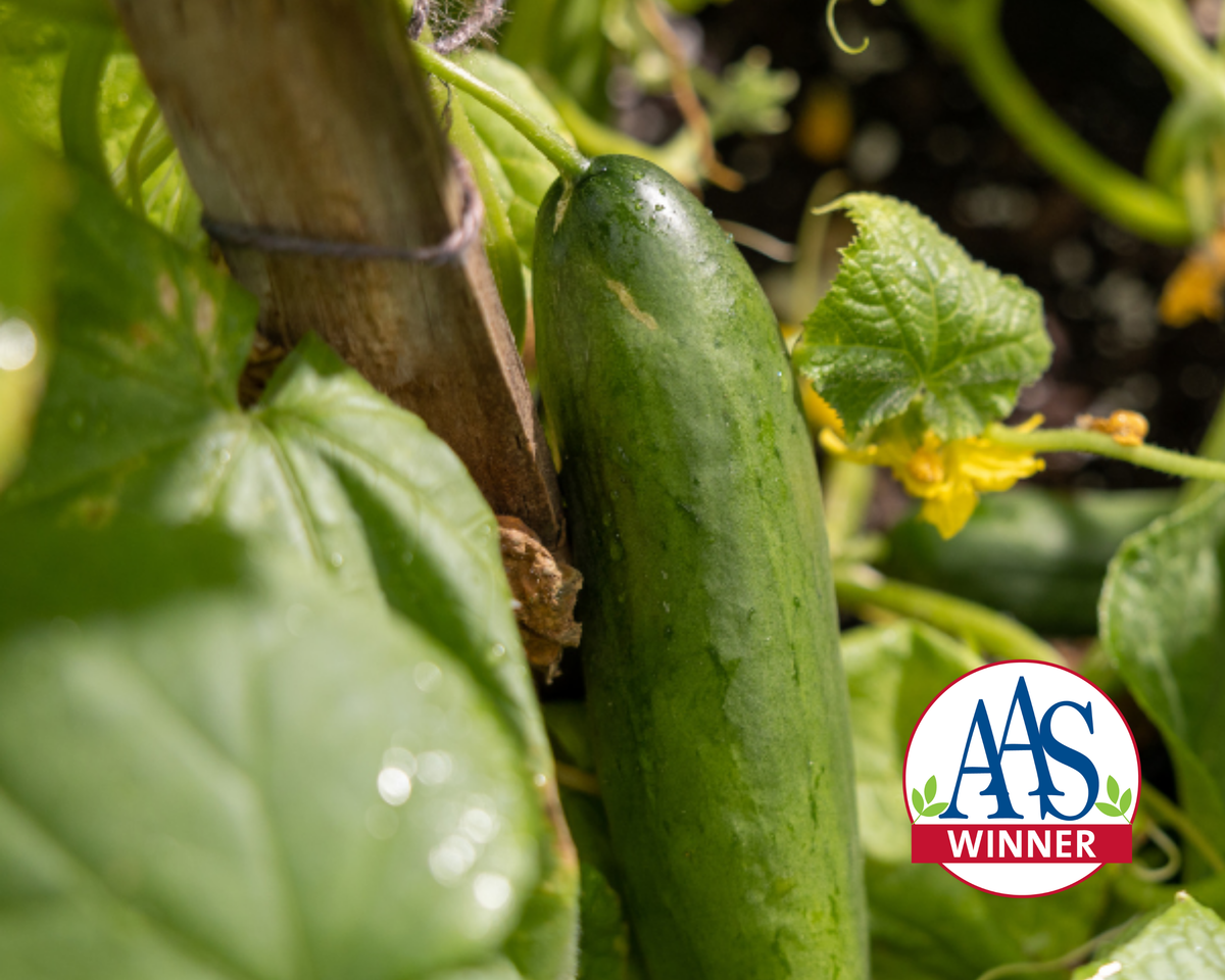 Diva Cucumber Seeds — Seeds 'n Such