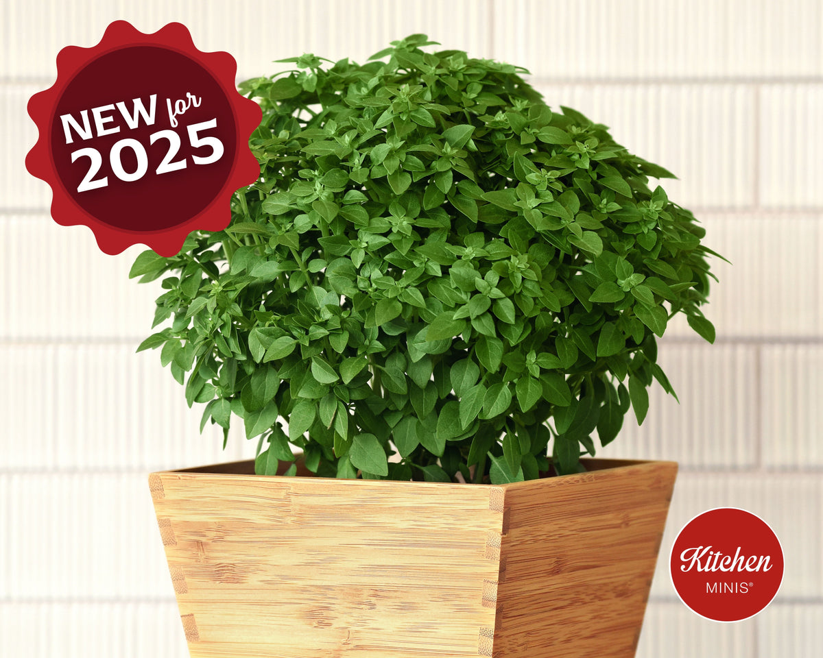 Bonsai Basil Seeds — Seeds 'n Such