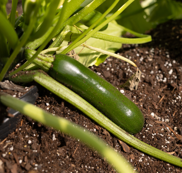 Spineless Supreme Hybrid Zucchini Seeds — Seeds 'n Such