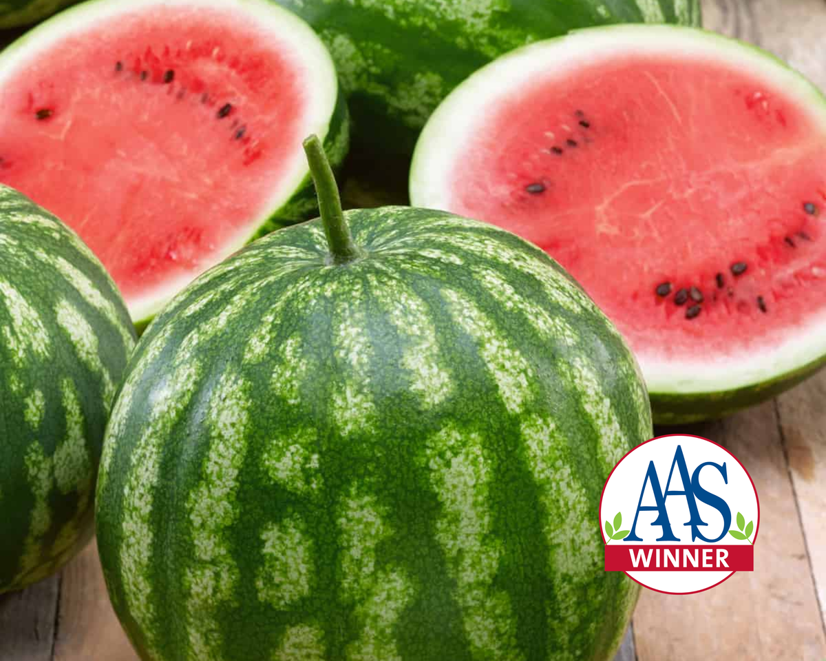 Cal Sweet Bush Watermelon Seeds — Seeds 'n Such