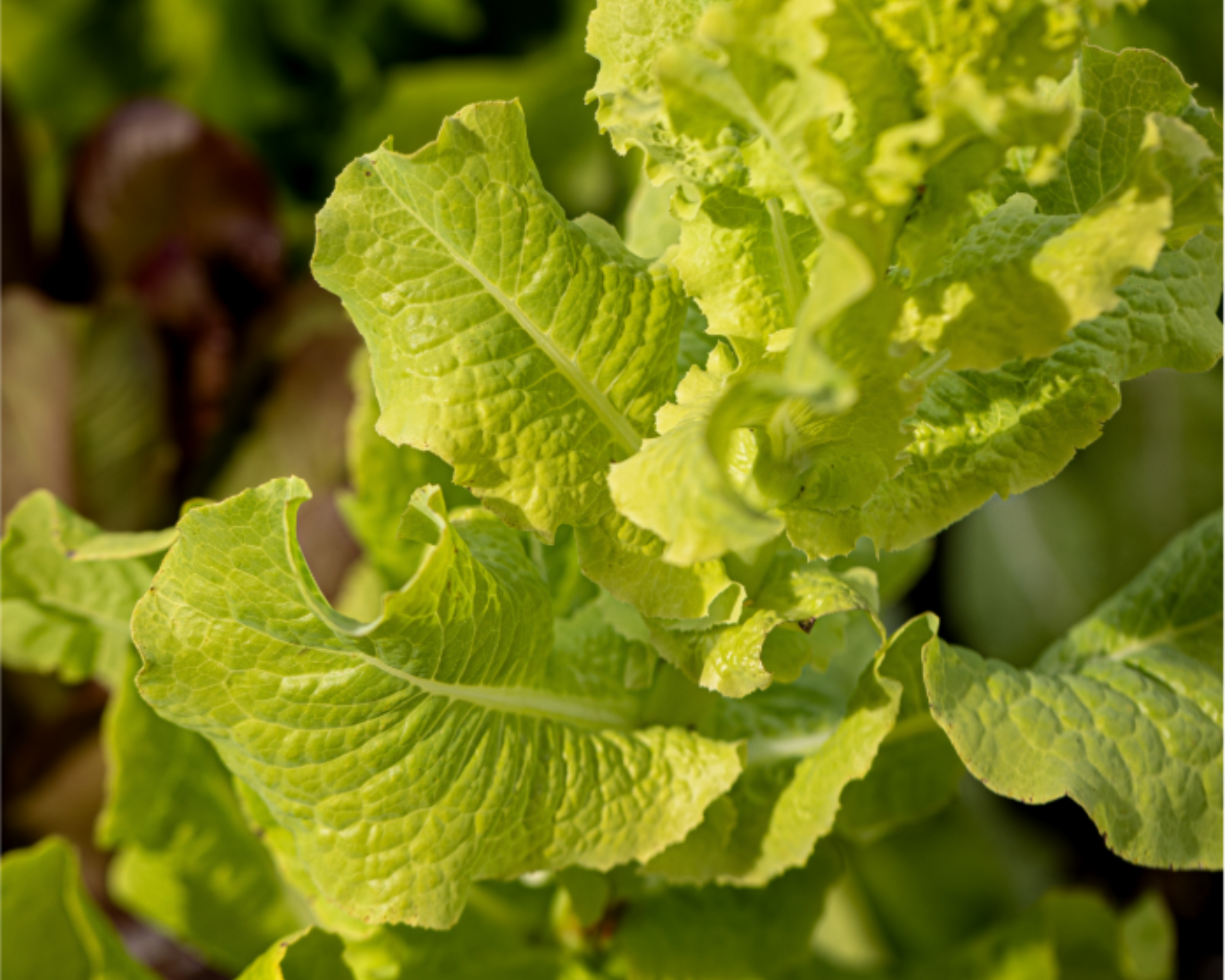 Gourmet Looseleaf Blend Lettuce Seeds — Seeds 'n Such