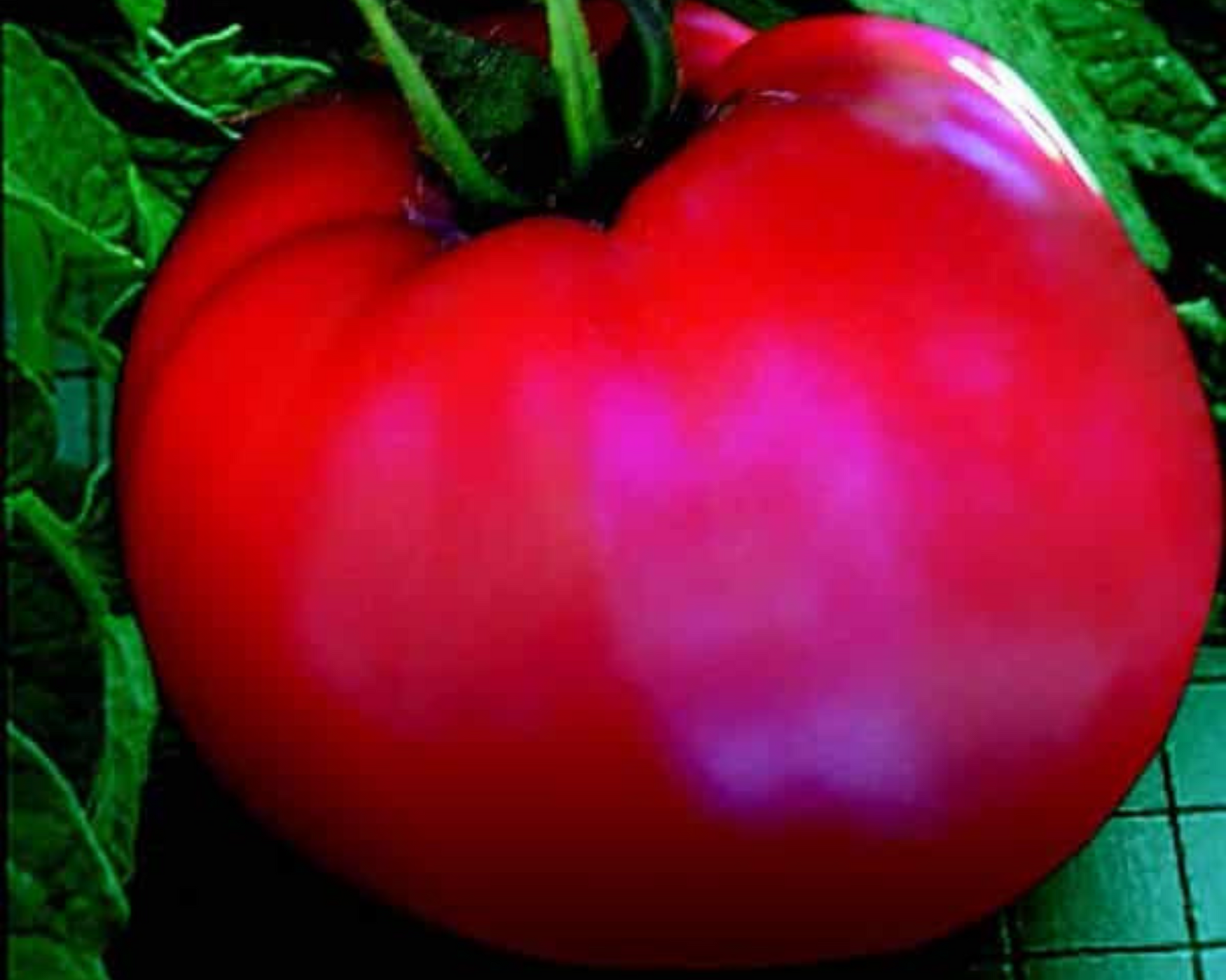 Goliath Original Hybrid Tomato Seeds — Seeds 'n Such