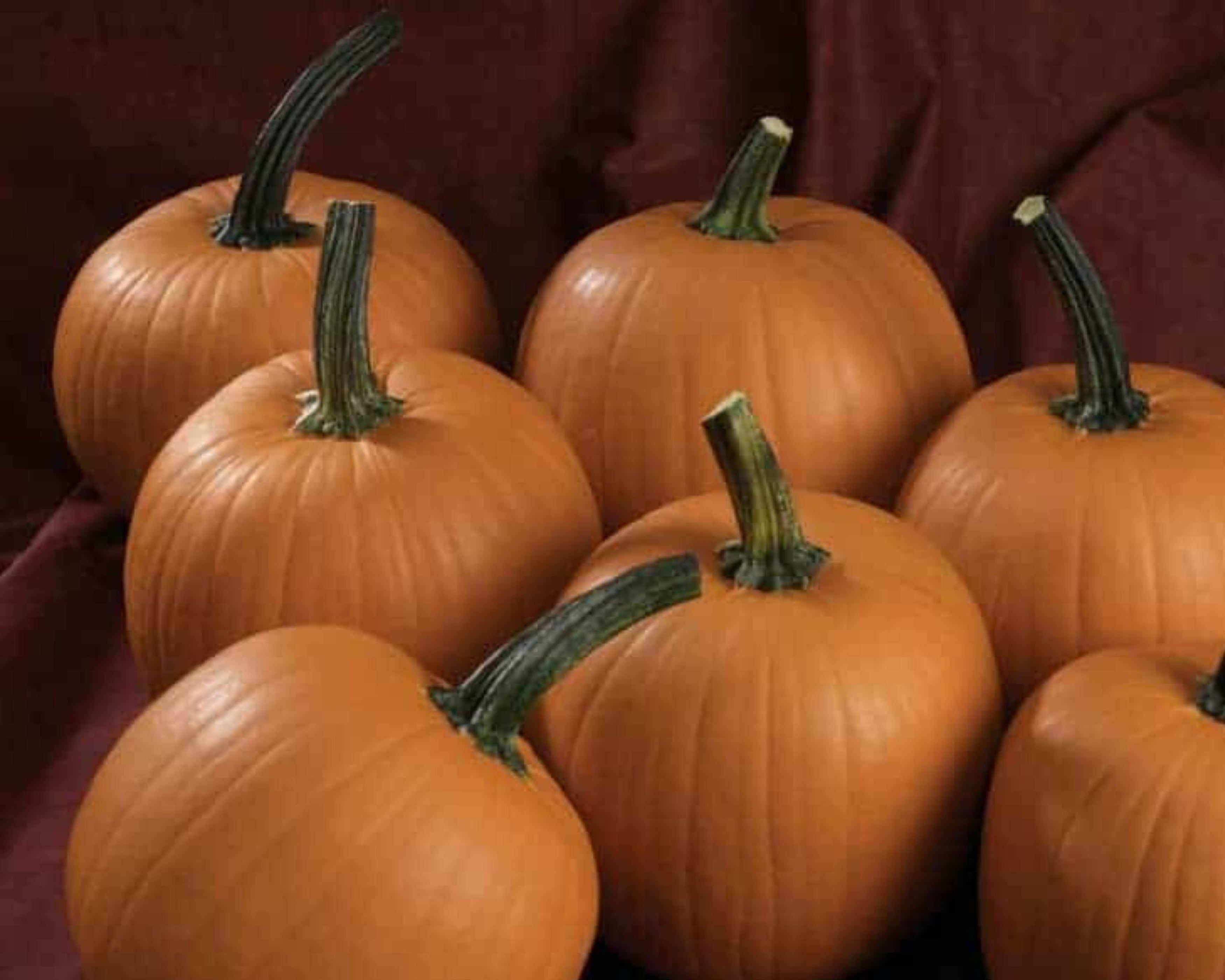 Bulk: Hijinks Hybrid Pumpkins Seeds — Seeds 'n Such