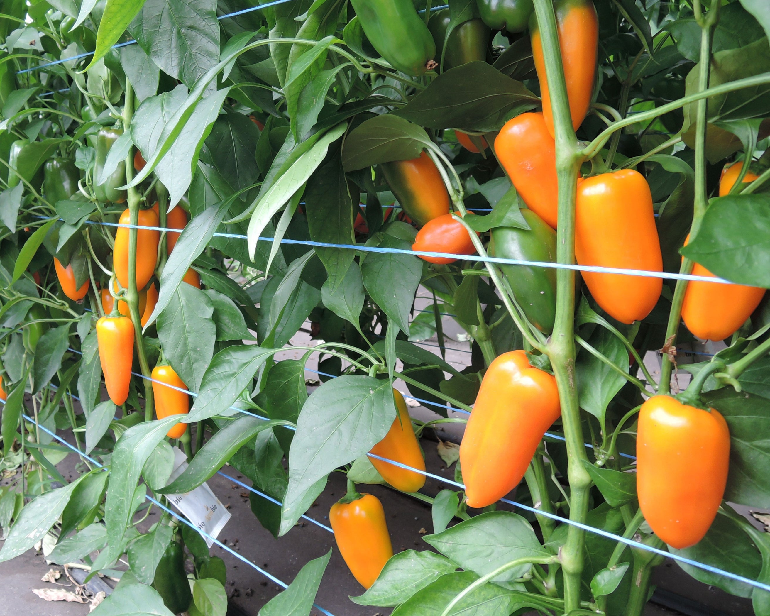 Hamik Hybrid Pepper Seeds — Seeds 'n Such