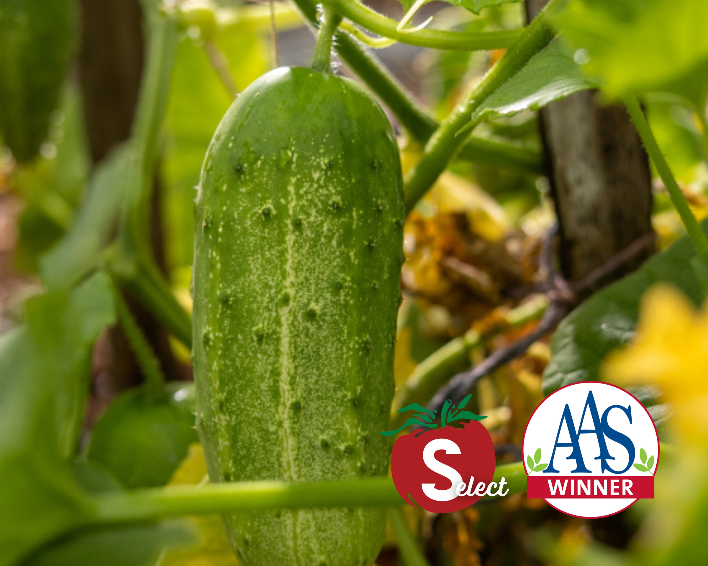 Pick-A-Bushel Hybrid Cucumber Seeds — Seeds 'n Such