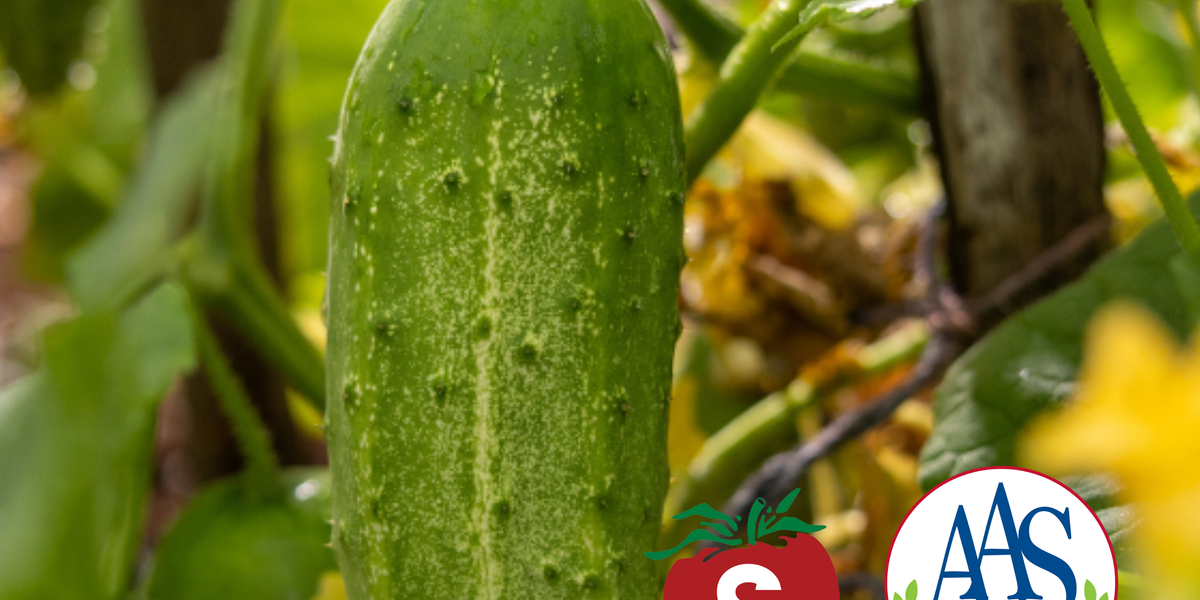 Pick-A-Bushel Hybrid Cucumber Seeds — Seeds 'n Such