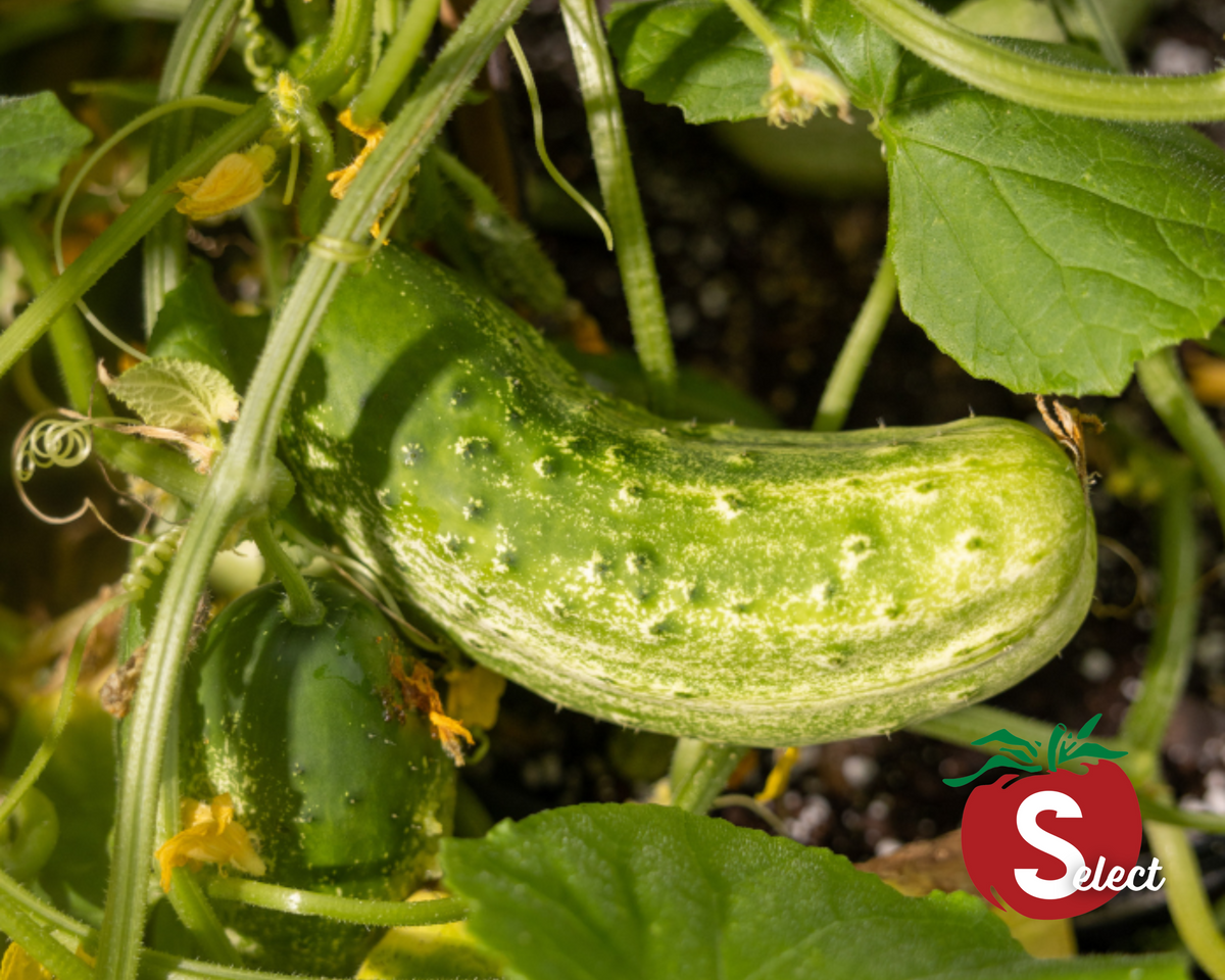 Bulk: Homemade Pickles Cucumber Seeds — Seeds 'n Such