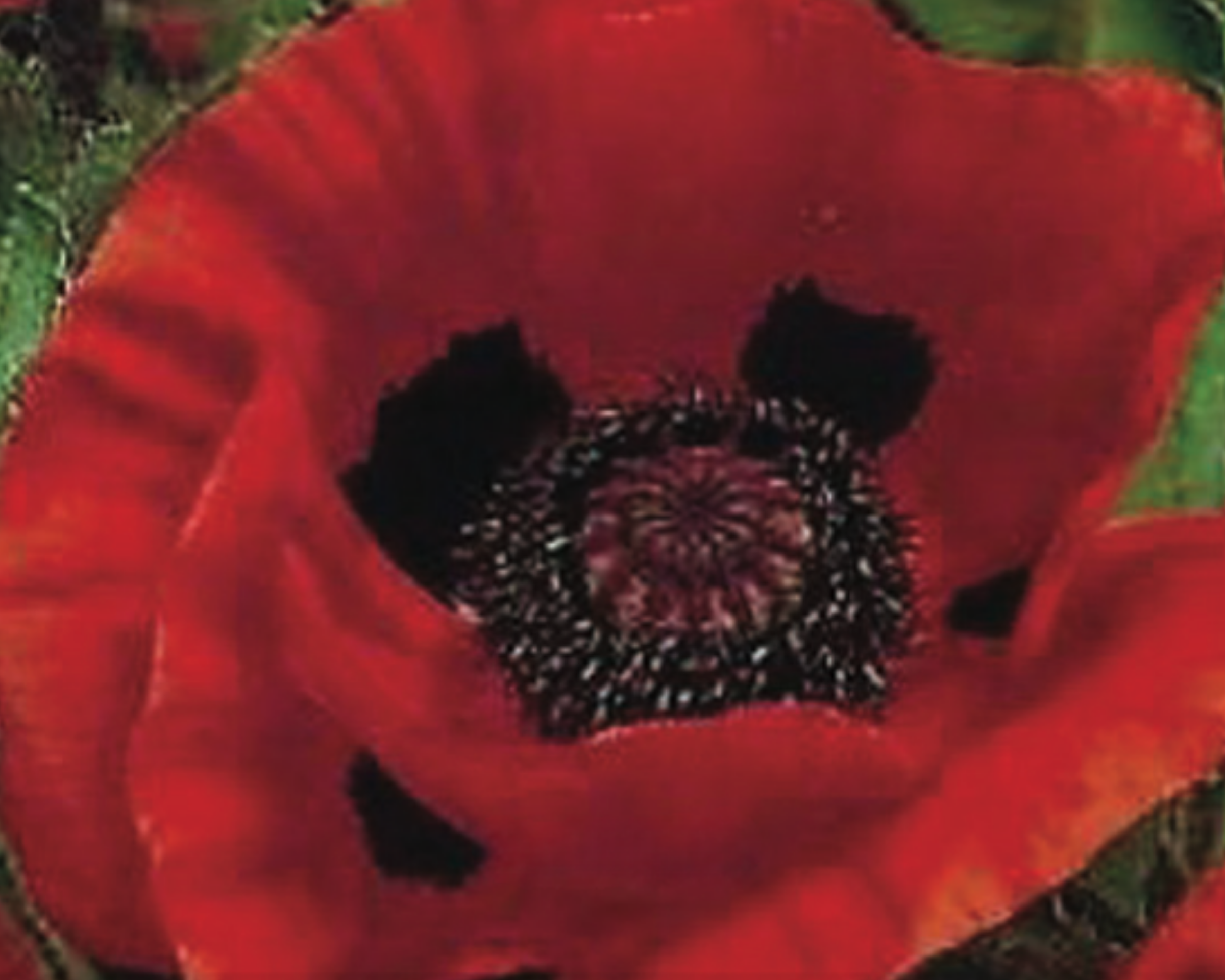 Bulk: Great Red Oriental Poppy Seeds — Seeds 'n Such