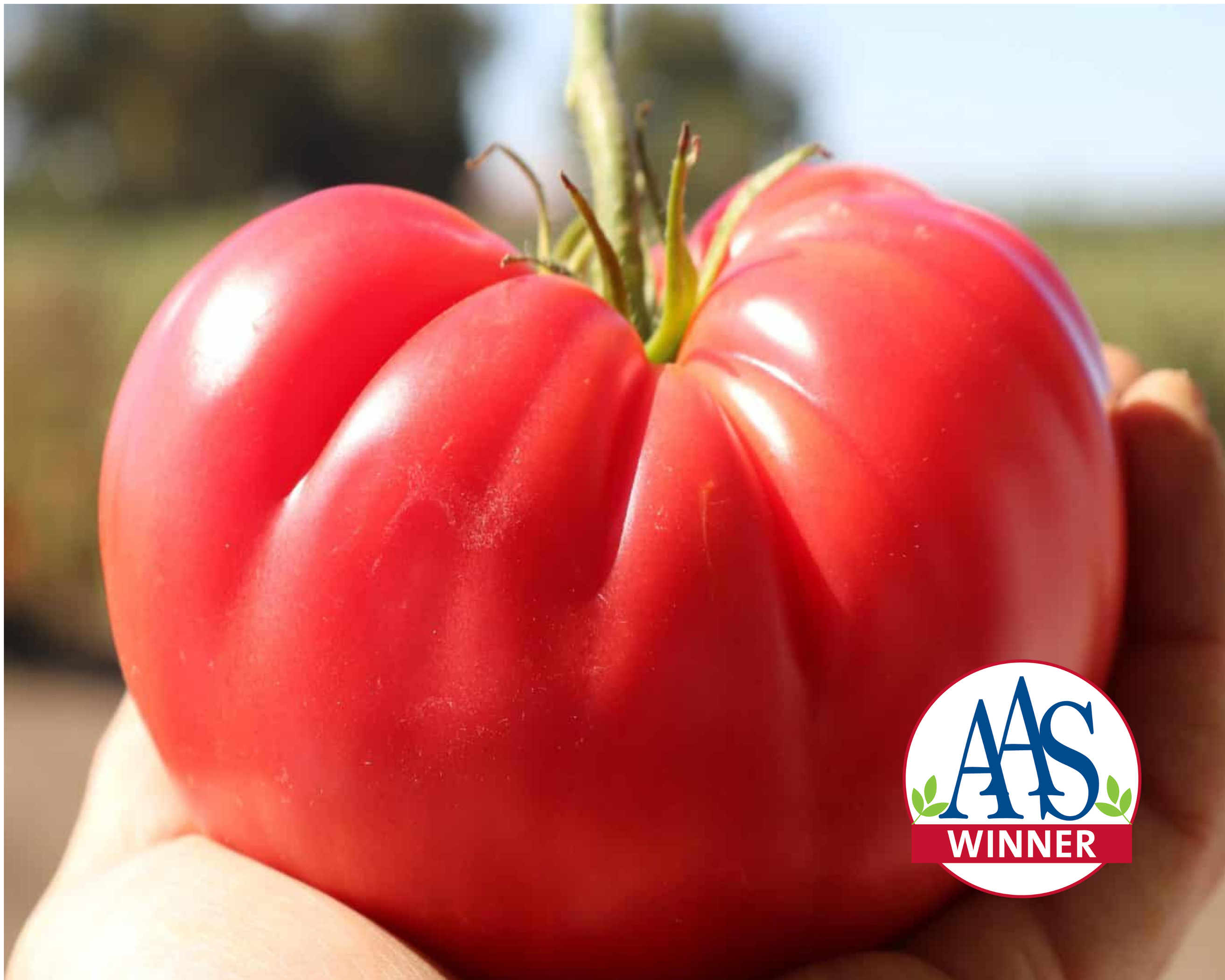Pink Delicious Hybrid Tomato Seeds — Seeds 'n Such