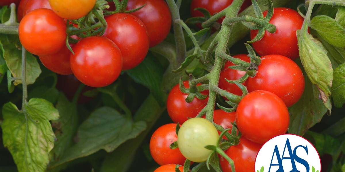 Candyland Red Tomato Seeds — Seeds 'n Such