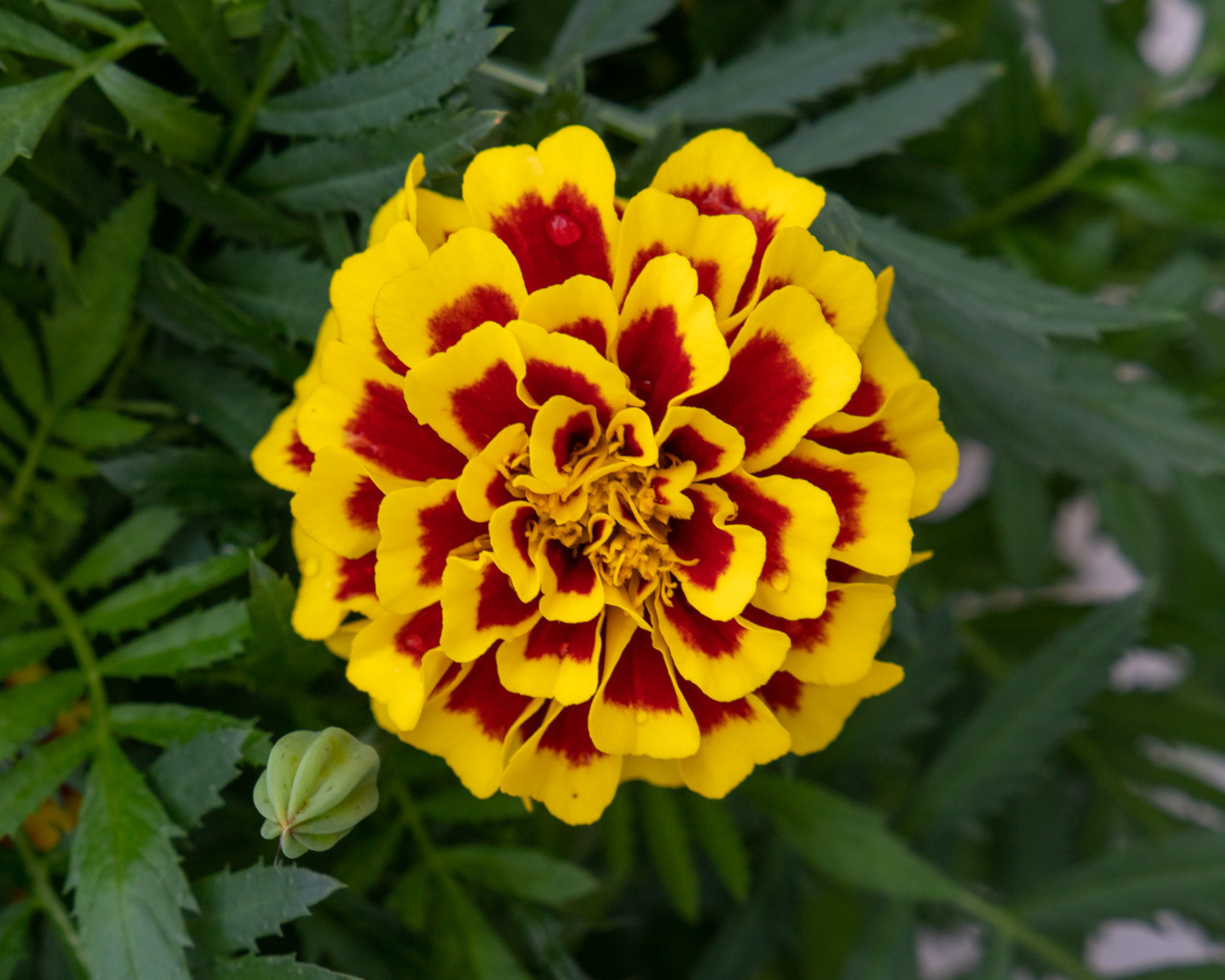Mango Tango Marigold Seeds — Seeds 'n Such