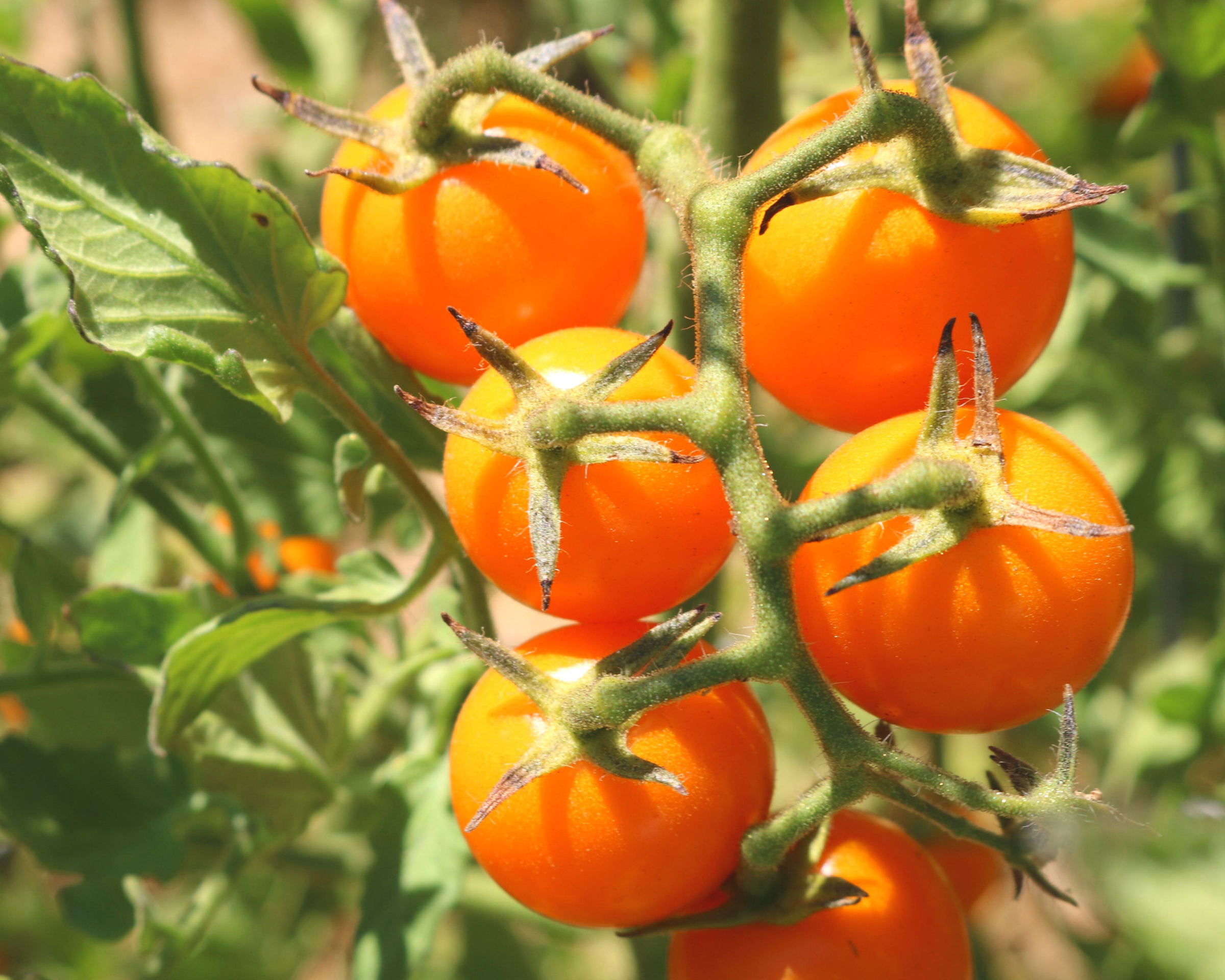 Sun Sugar Hybrid Golden Cherry Tomato Seeds — Seeds 'n Such