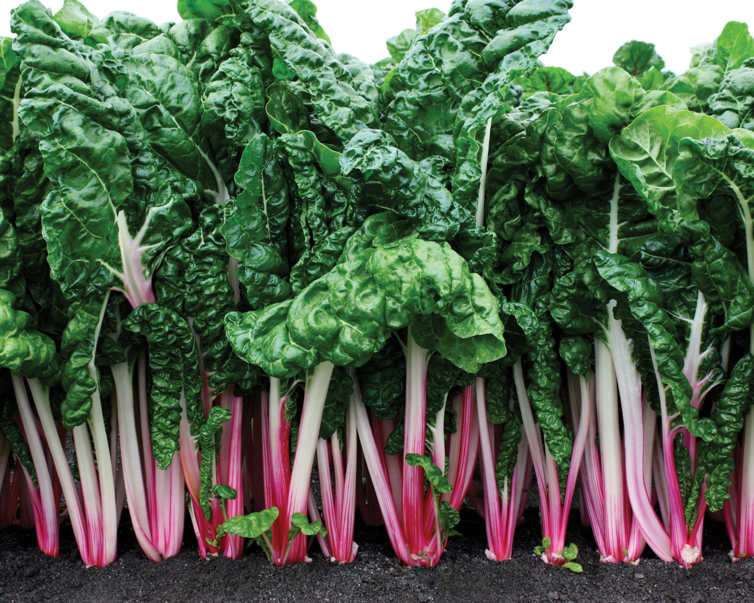 Peppermint Swiss Chard Seeds — Seeds 'n Such