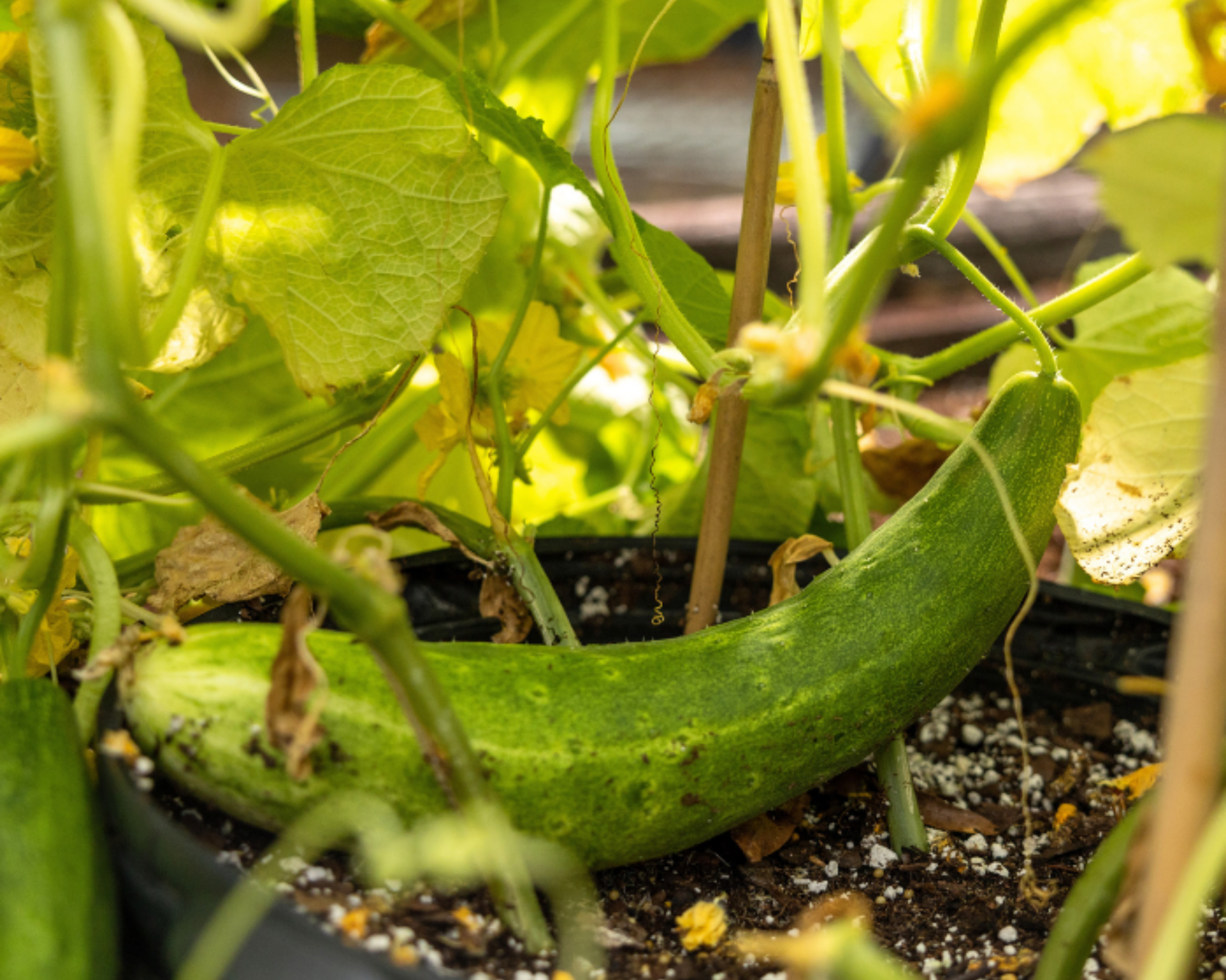 Burpless Tasty Green No. 26 Hybrid Cucumber Seeds — Seeds 'n Such