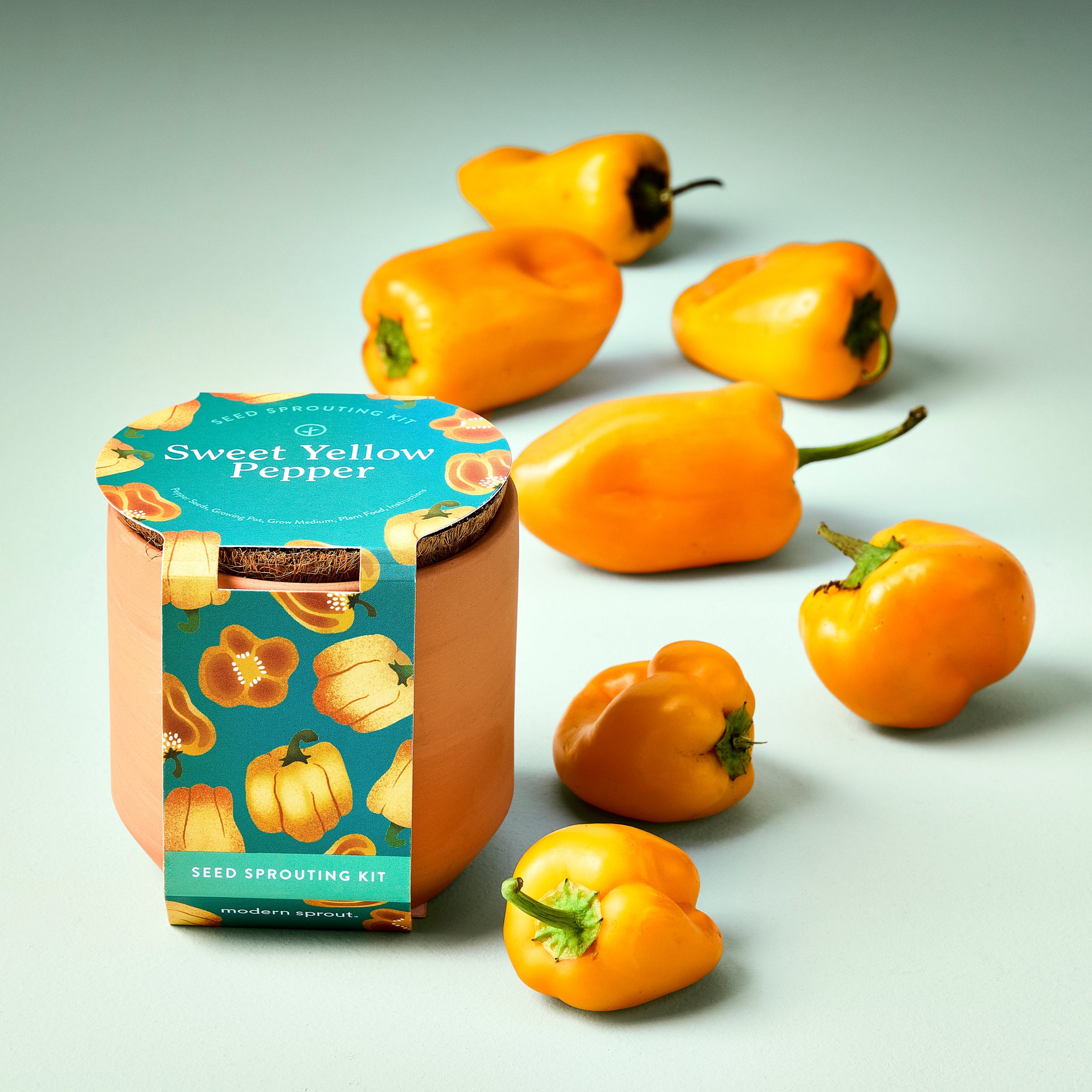 Tiny Terracotta Garden Kits — Seeds 'n Such