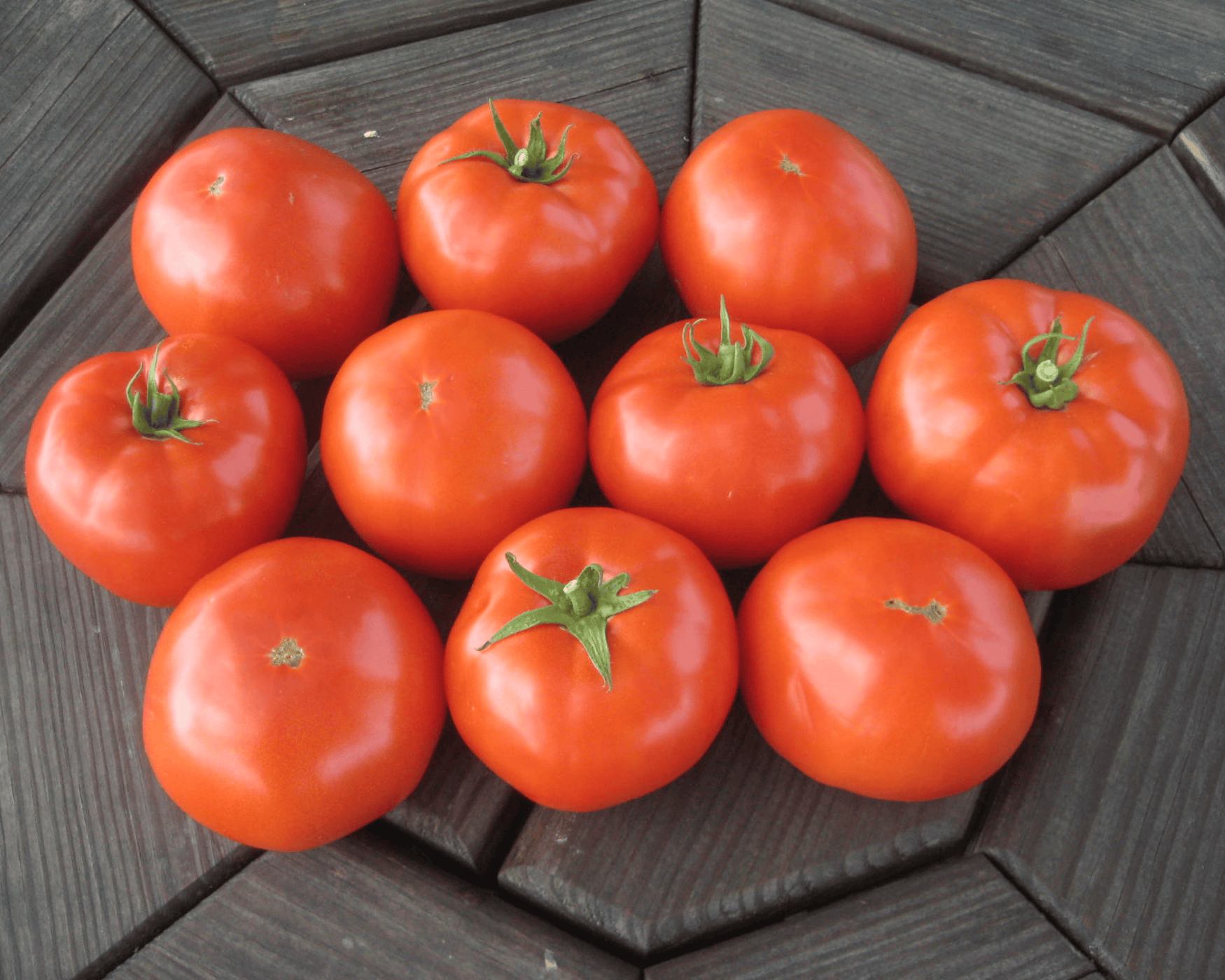 Mountain Merit Hybrid Tomato Seeds — Seeds 'n Such