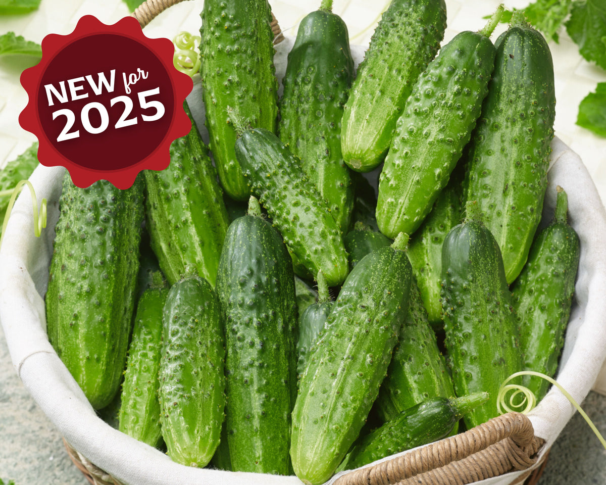 Bushy Cucumber Seeds — Seeds 'n Such