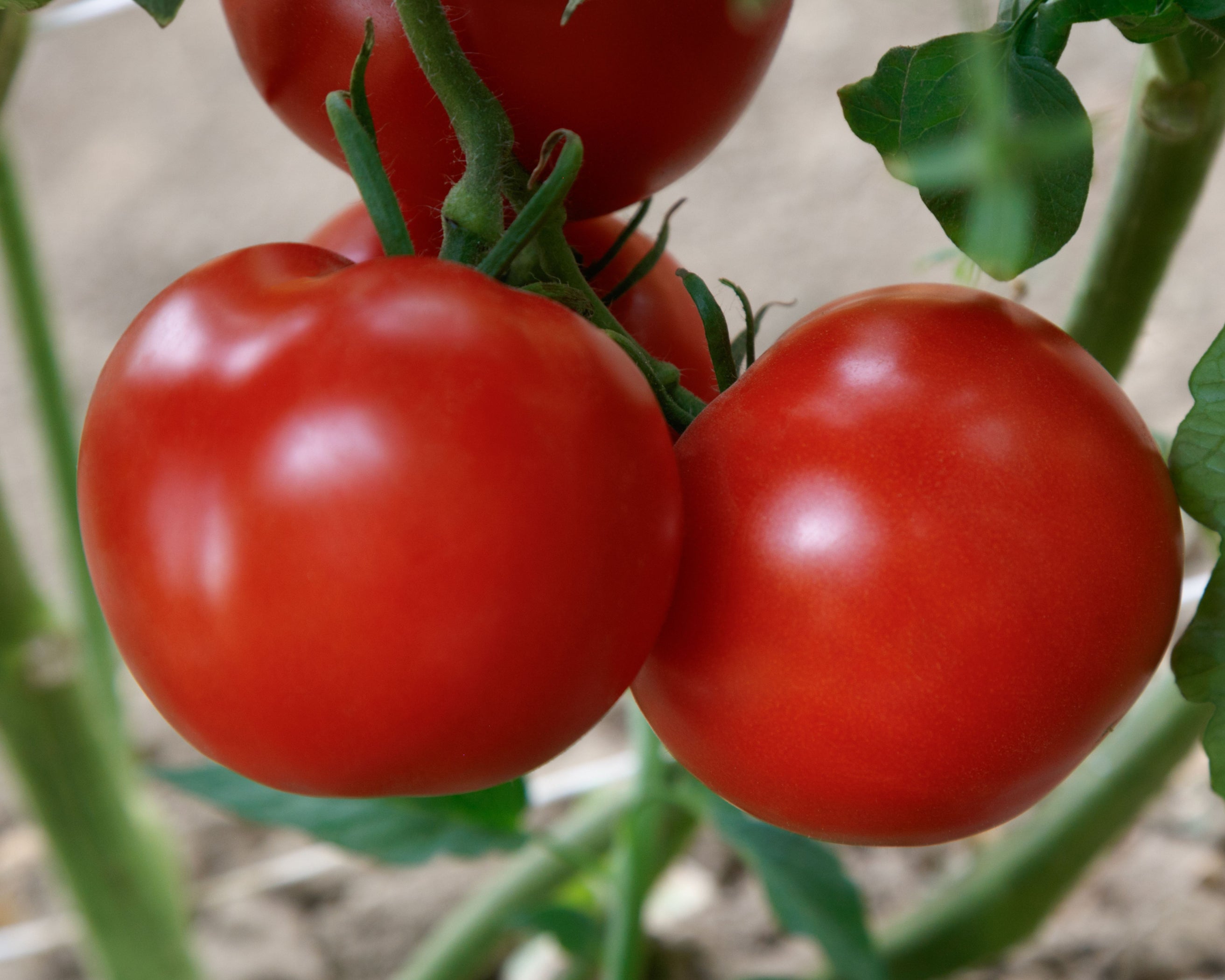 Rubee Dawn Hybrid Tomato Seeds — Seeds 'n Such