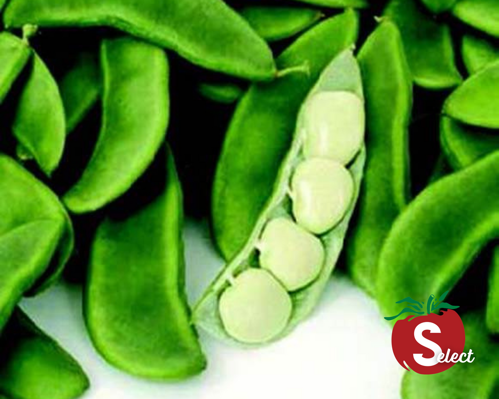 Bean Seeds for High-Yield Gardens - Buy Now! — Seeds 'n Such