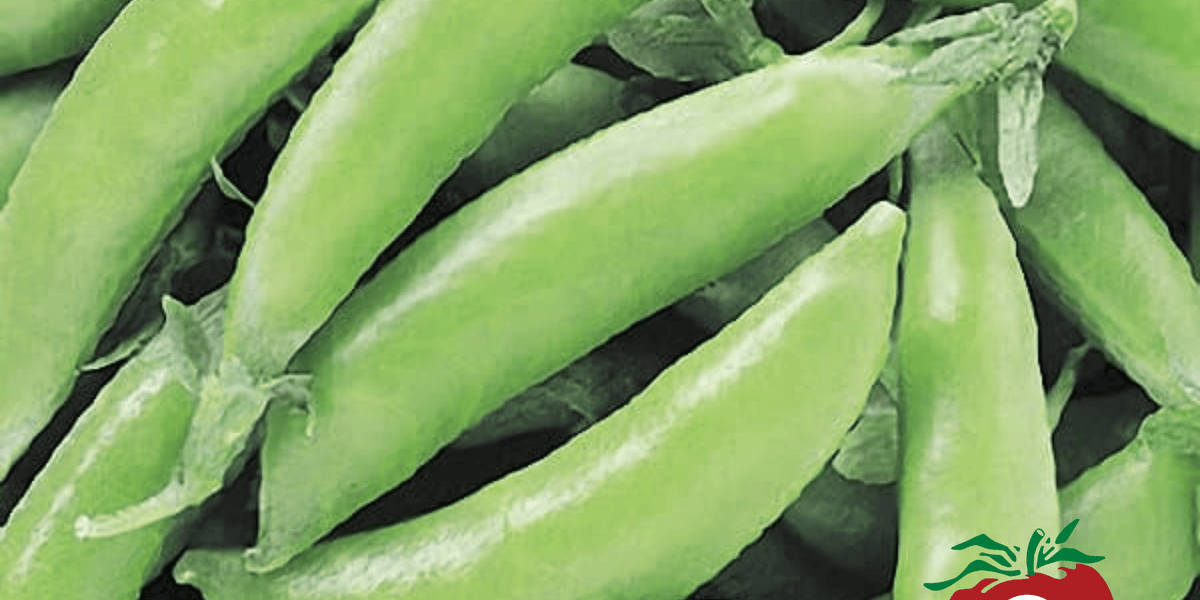 Super Sugar Snap Pea Seeds — Seeds 'n Such