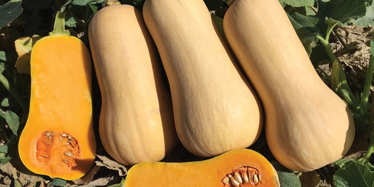 Early Nutter Hybrid Butternut Squash Seeds — Seeds 'n Such