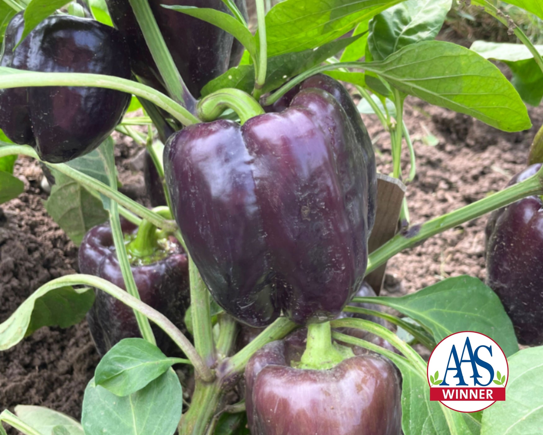 Dragonfly Hybrid Pepper Seeds — Seeds 'n Such